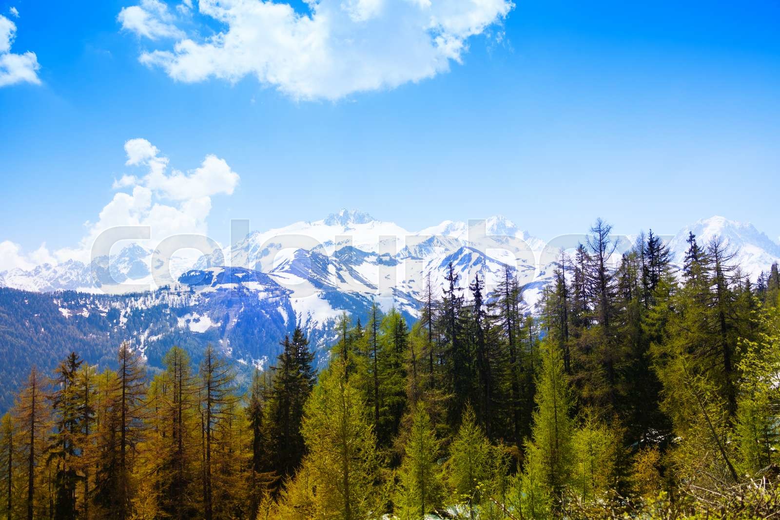 Forest with breathtaking Swiss mountains | Stock image | Colourbox