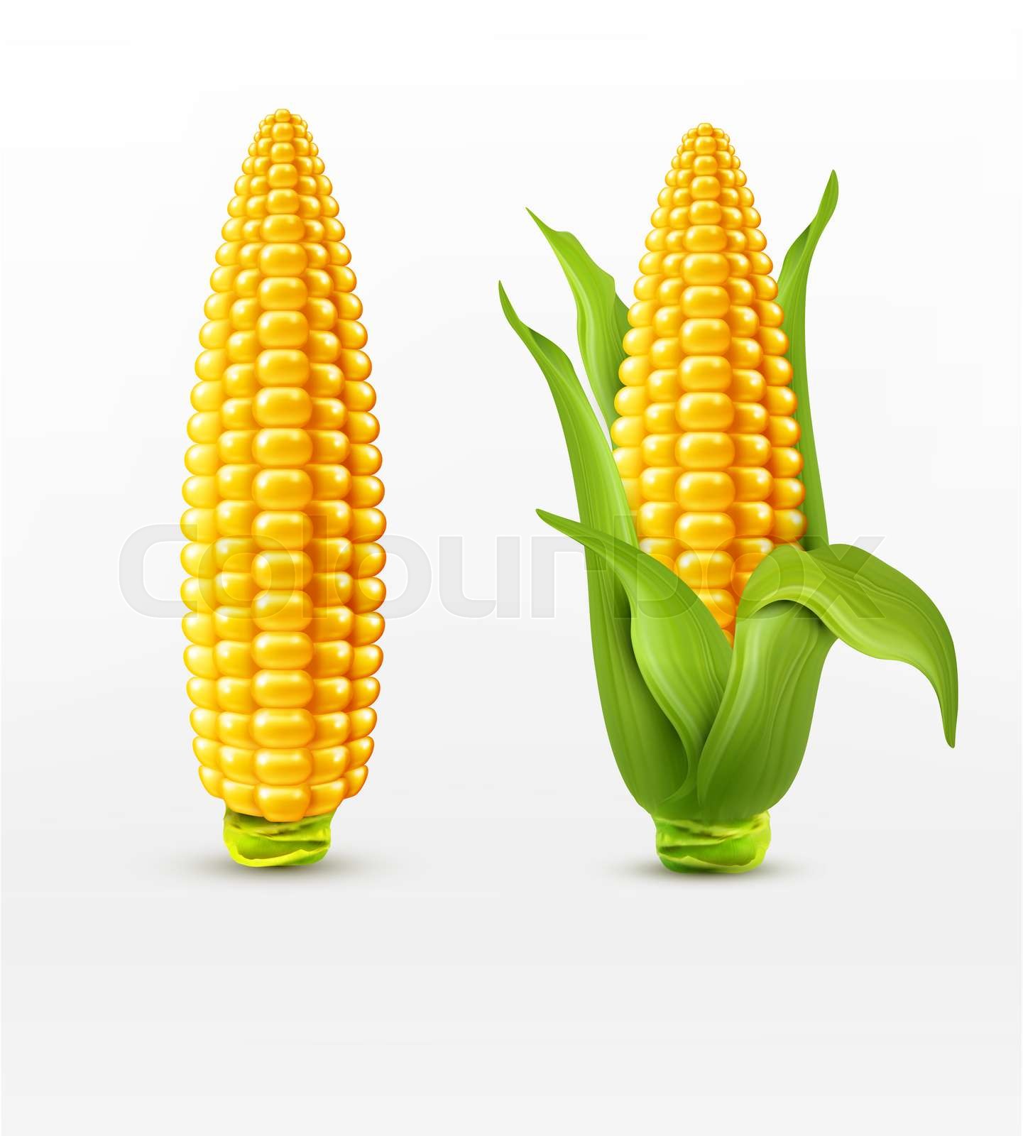 two corn. corn on the cob with leaves. design element | Stock image ...