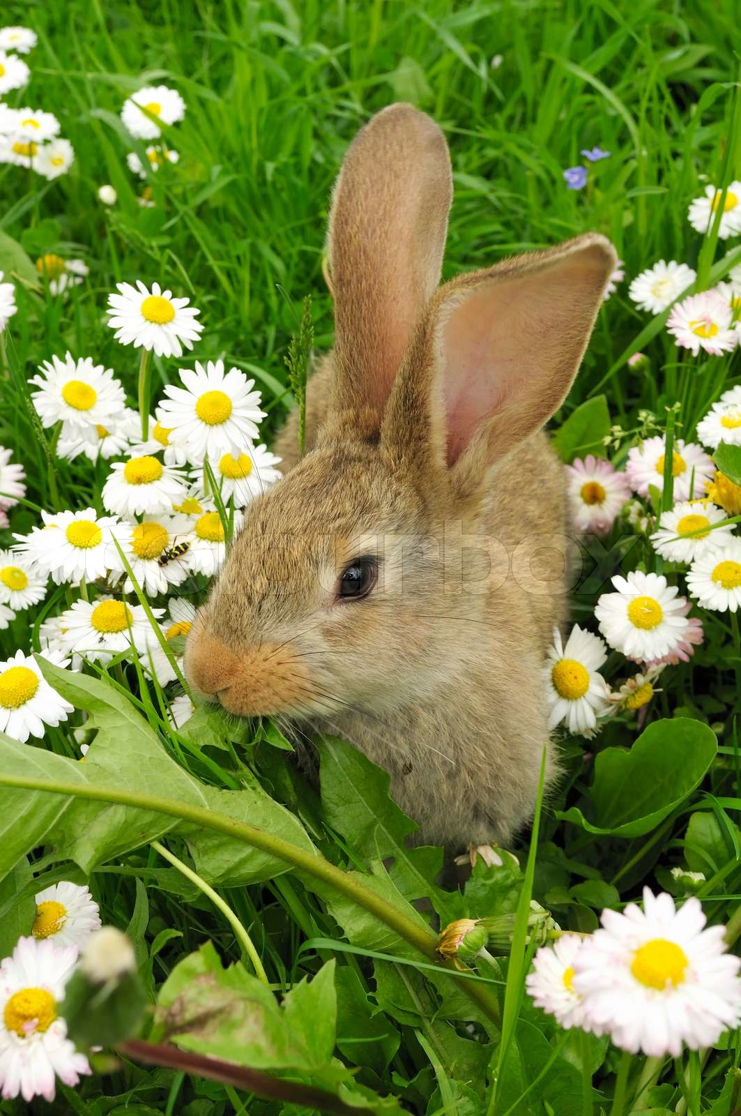 Cute Baby Rabbit in Grass | Stock image | Colourbox
