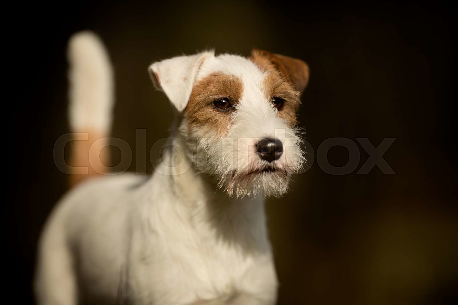 Purebred Jack Russell Terrier dog | Stock image | Colourbox