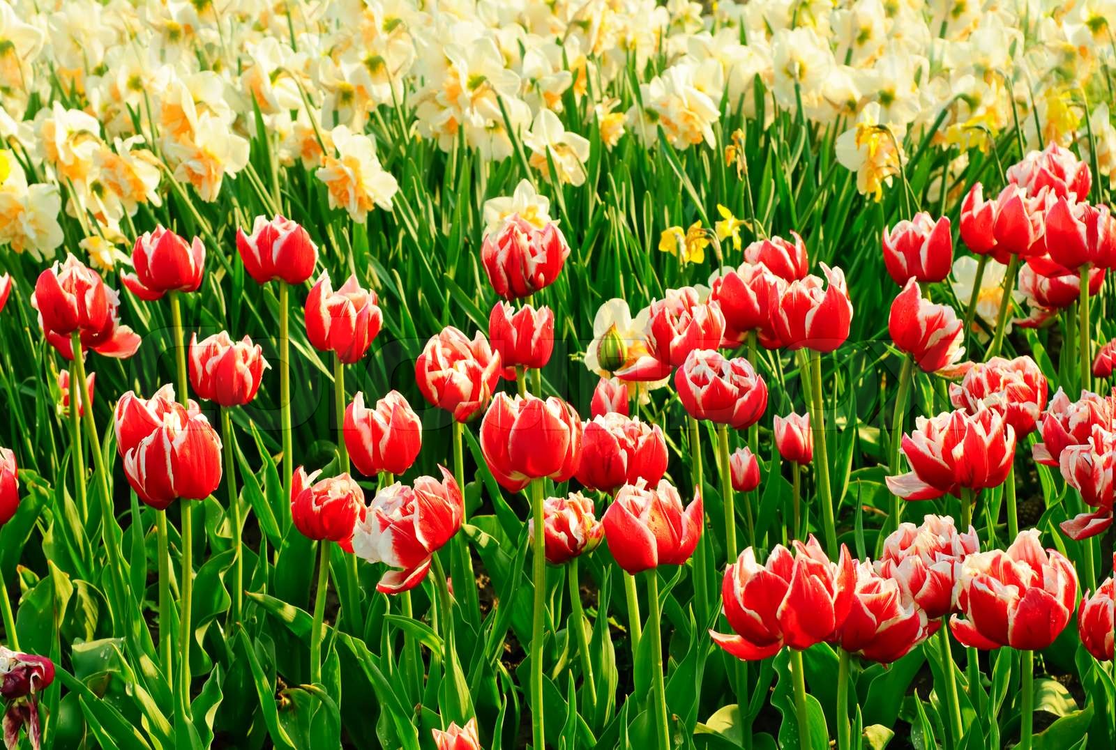 Red beautiful tulips field in spring time | Stock image | Colourbox