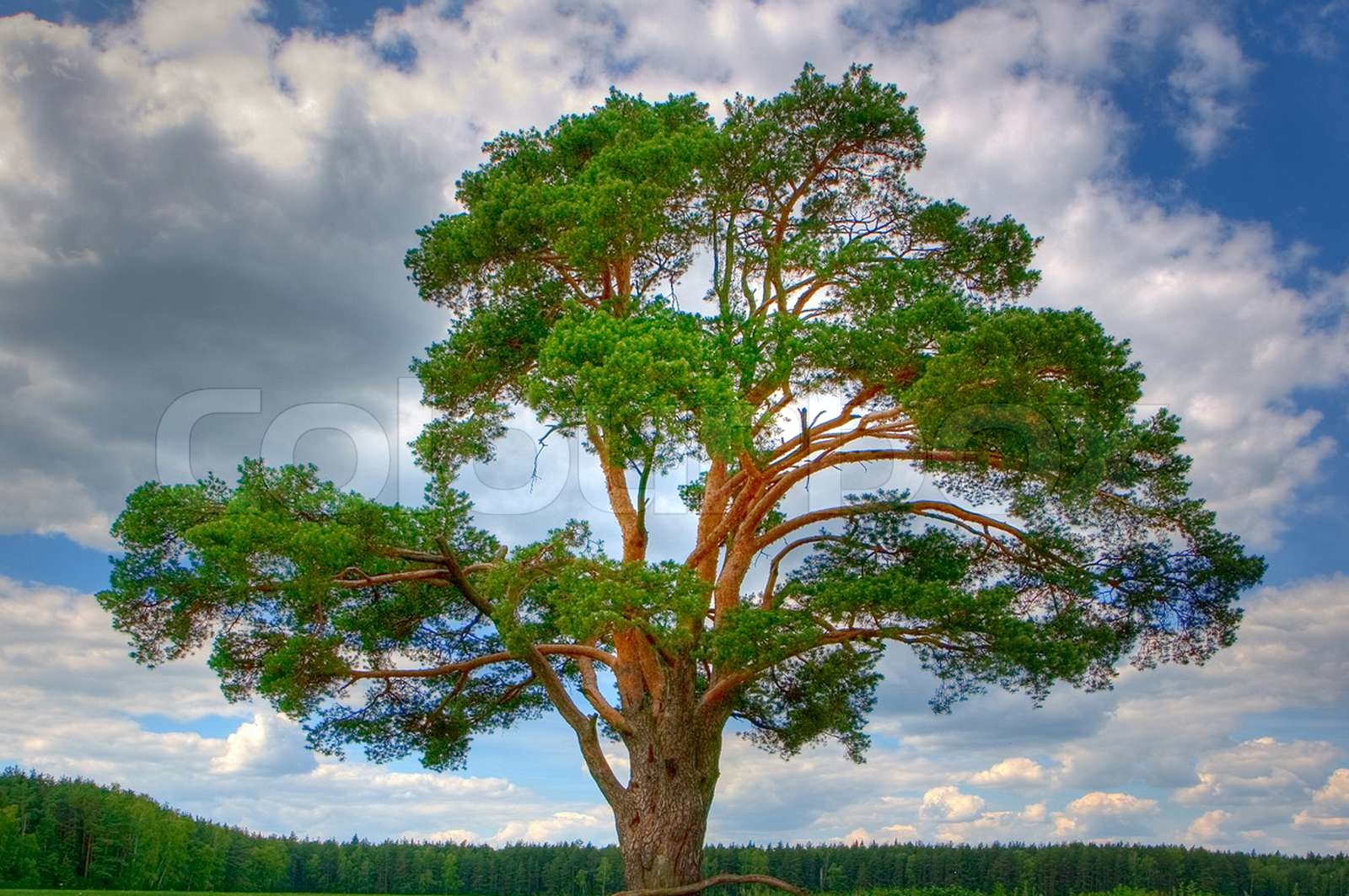 Green tree | Stock image | Colourbox