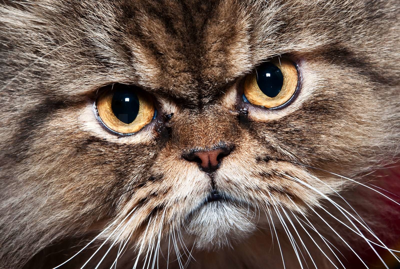 Hübsche Katze Porträt | Stock Bild | Colourbox