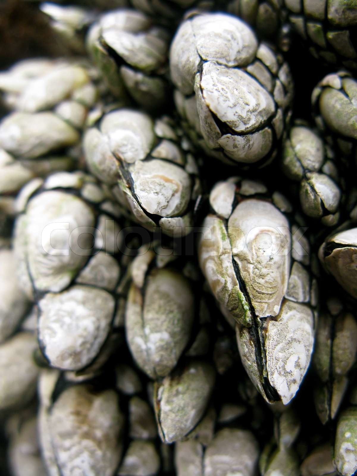 goose barnacles, Pollicipes polymerus, in the intertidal of san juan ...