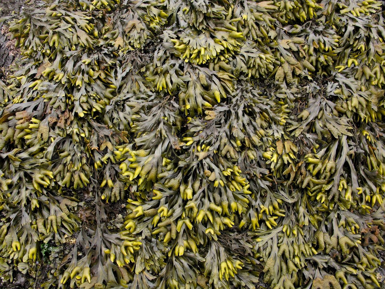 Background pattern of brown algae on a rock | Stock image | Colourbox