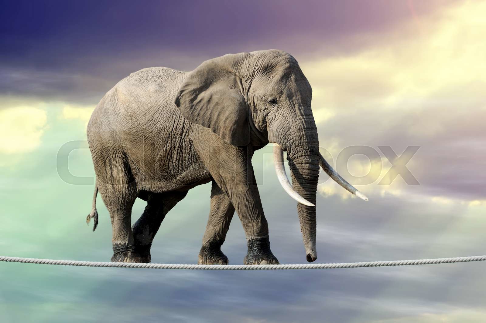 Elephant walking on a rope | Stock image | Colourbox