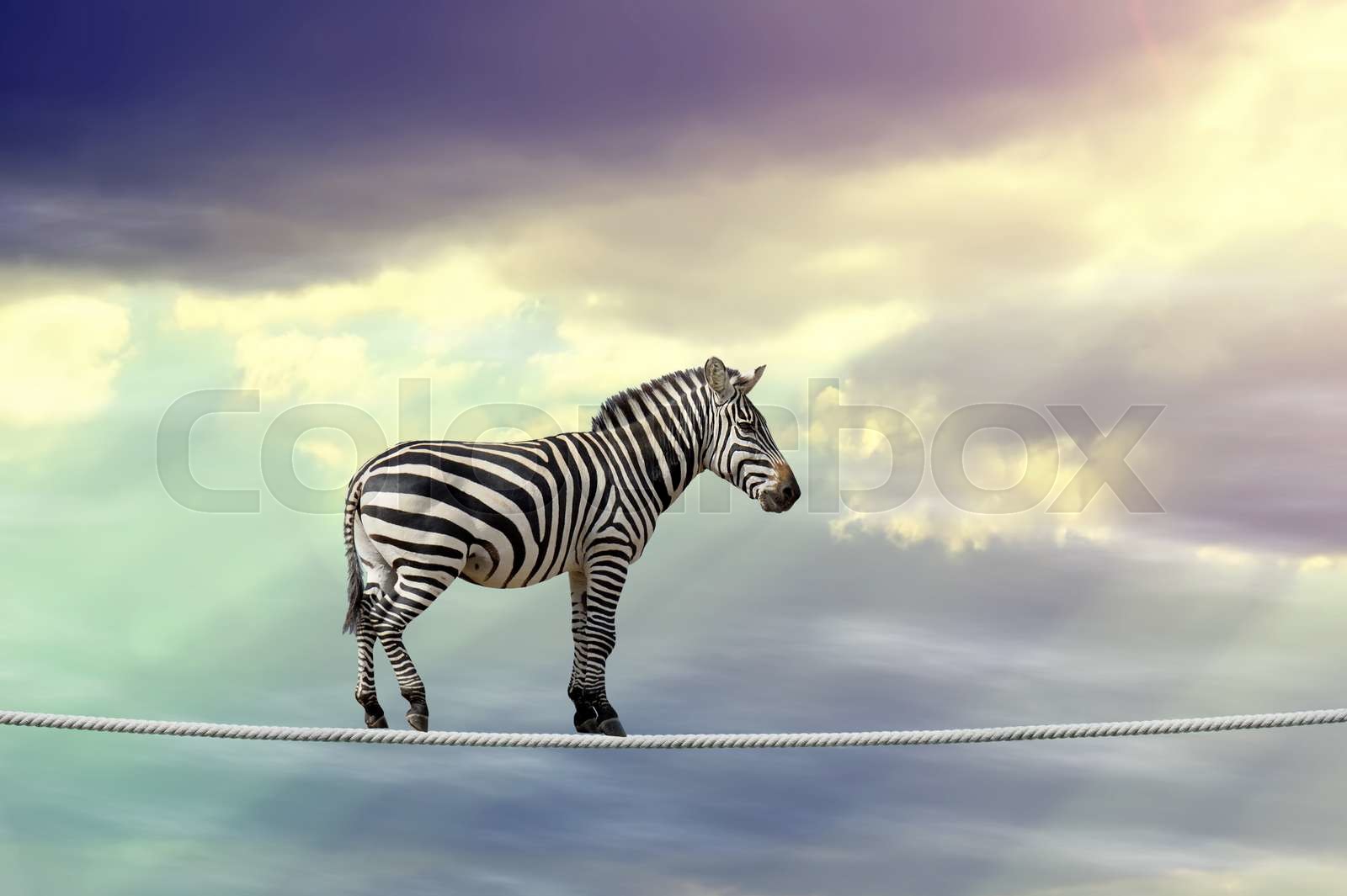 Zebra walking on a rope | Stock image | Colourbox
