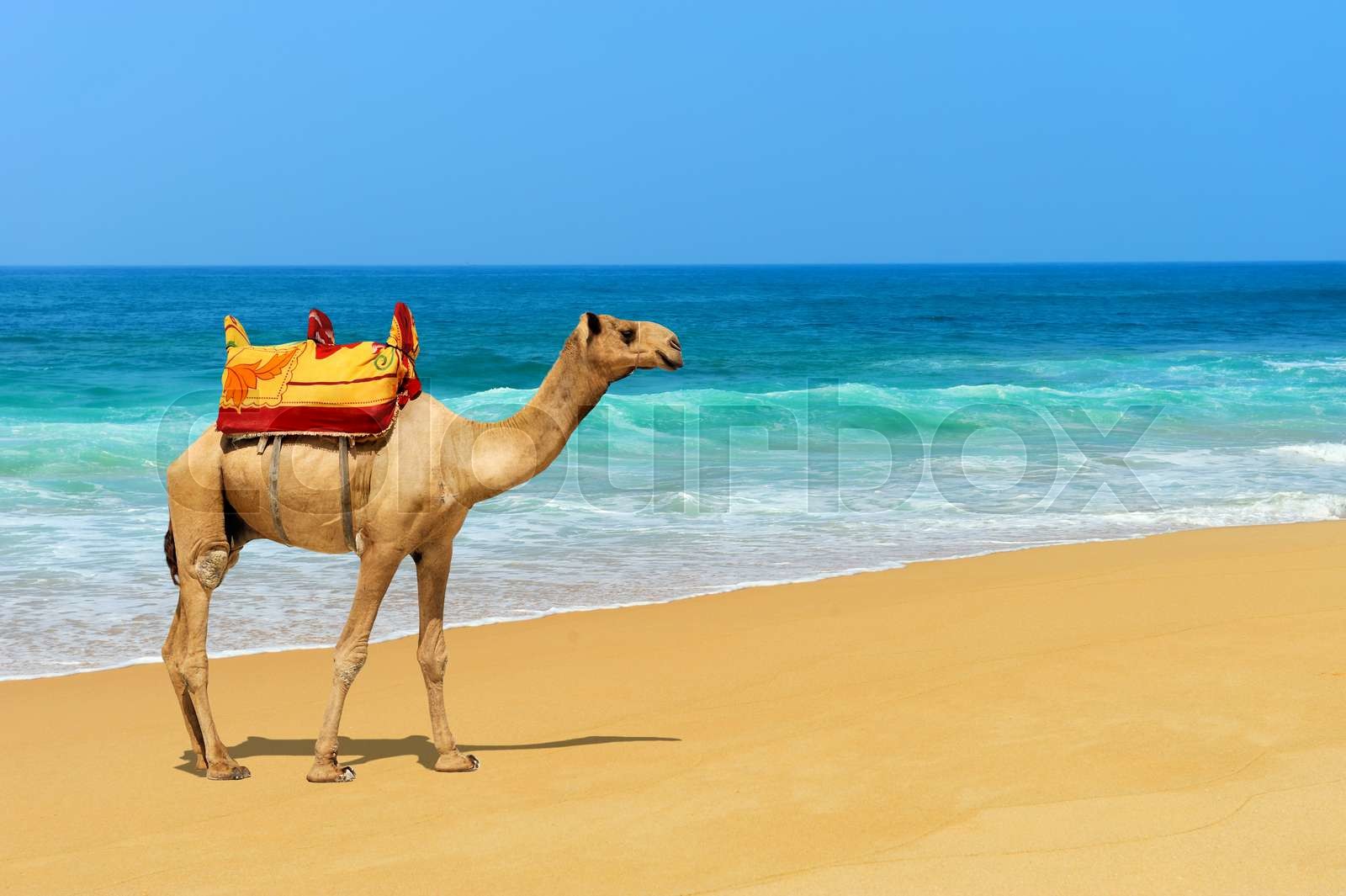 Camel on the beach | Stock image | Colourbox
