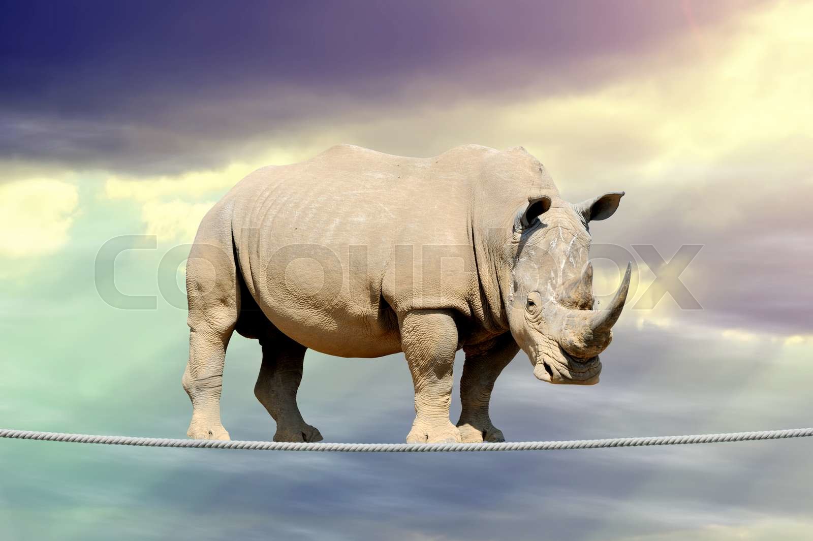 Rhino walking on a rope | Stock image | Colourbox