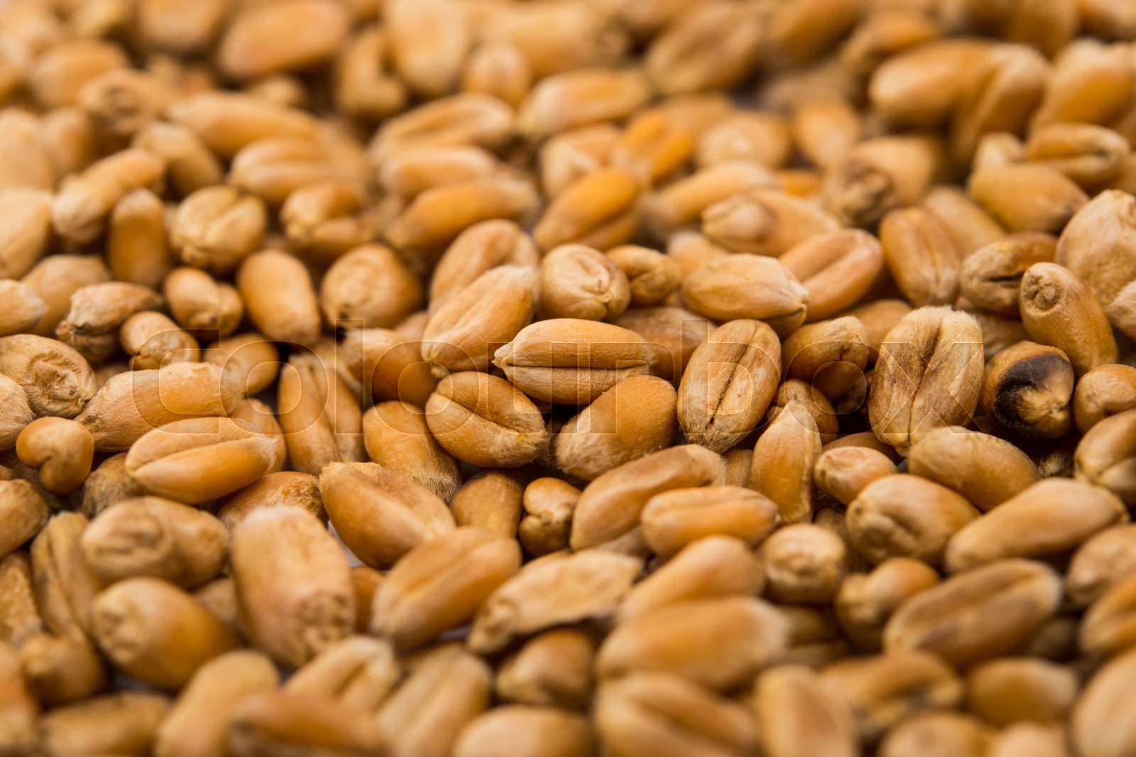 close-up wheat grain | Stock image | Colourbox