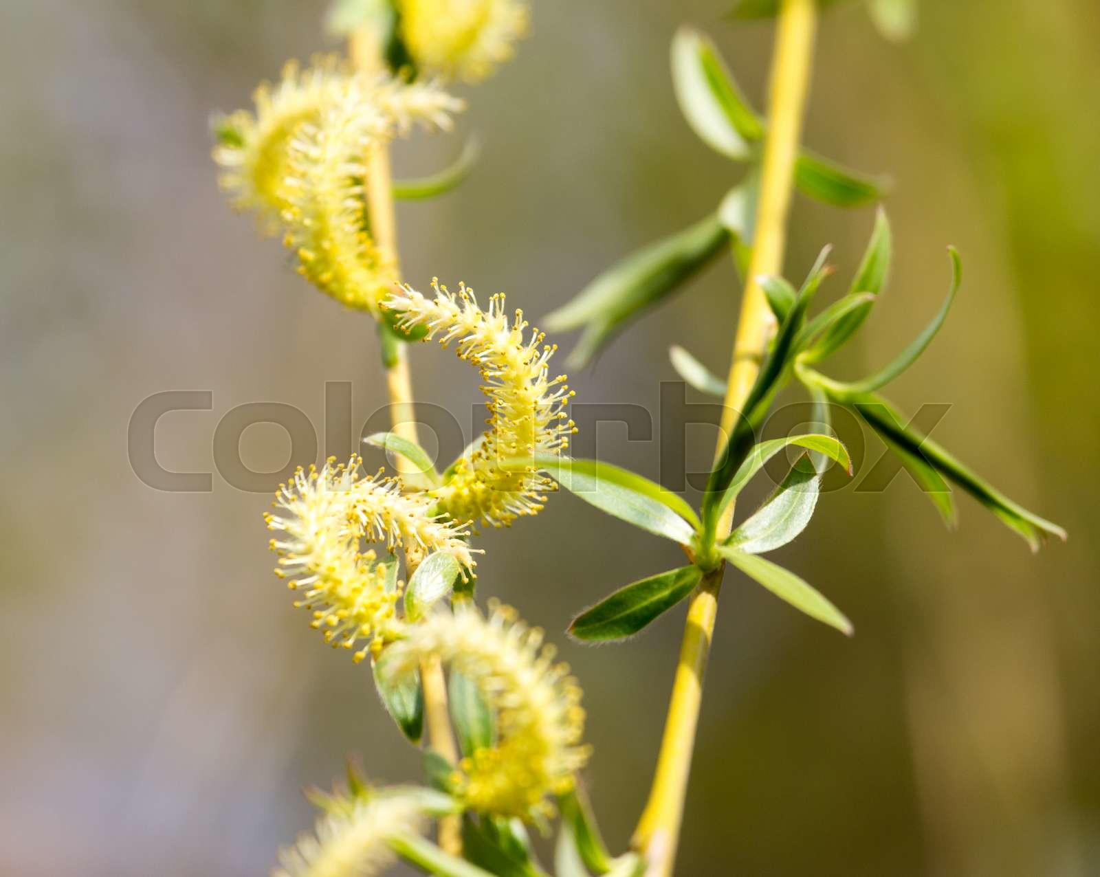 willow tree in bloom on nature | Stock image | Colourbox