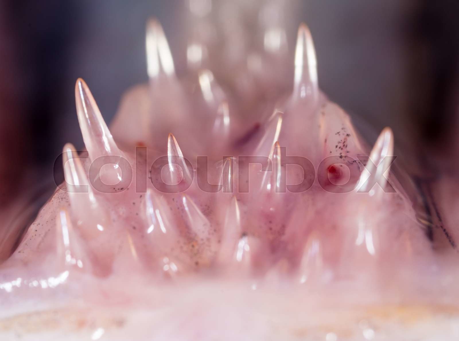 teeth pike fish. super macro | Stock image | Colourbox
