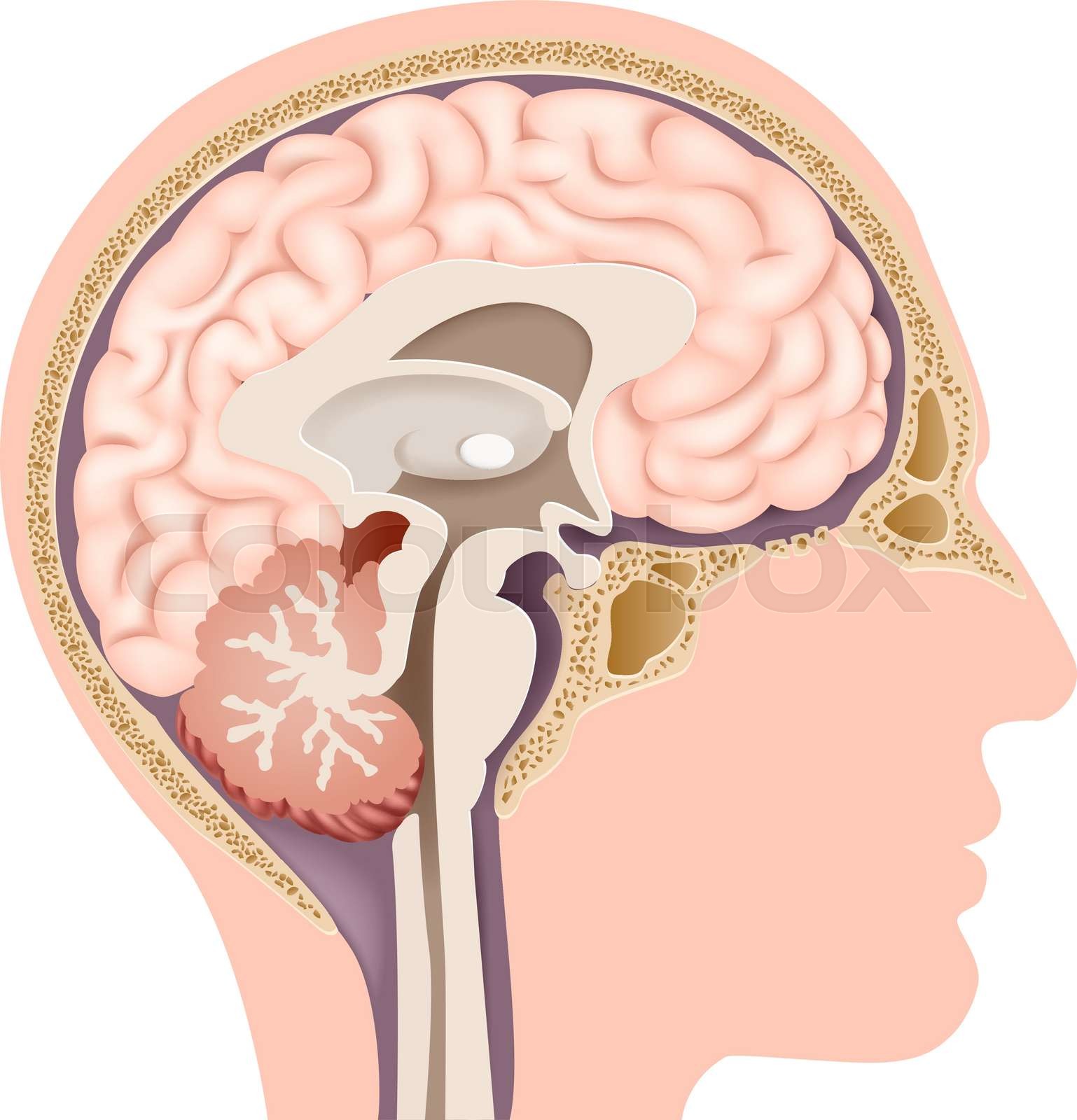 Illustration of Human Internal Brain Anatomy | Stock vector | Colourbox