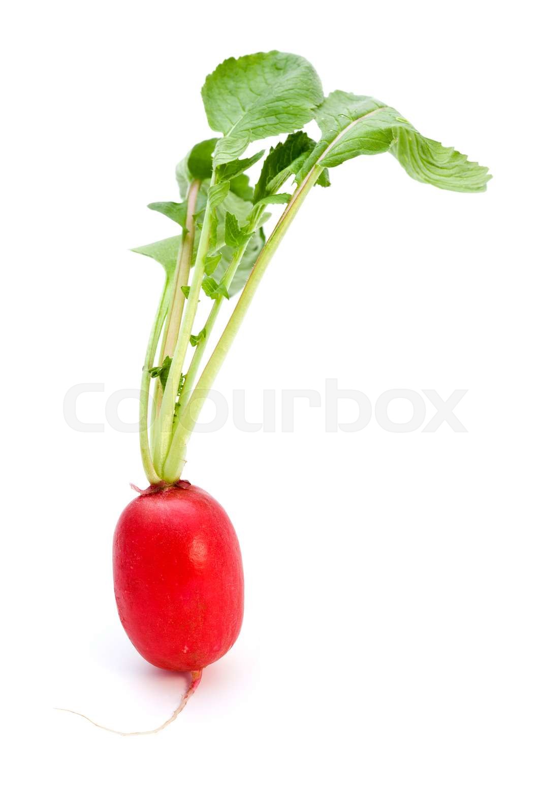 radish isolated | Stock image | Colourbox