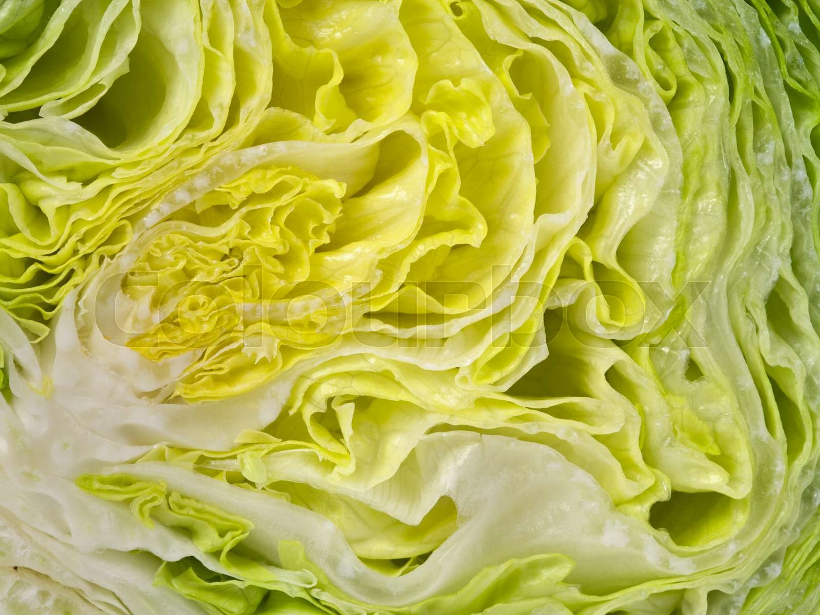 lettuce cross-section | Stock image | Colourbox