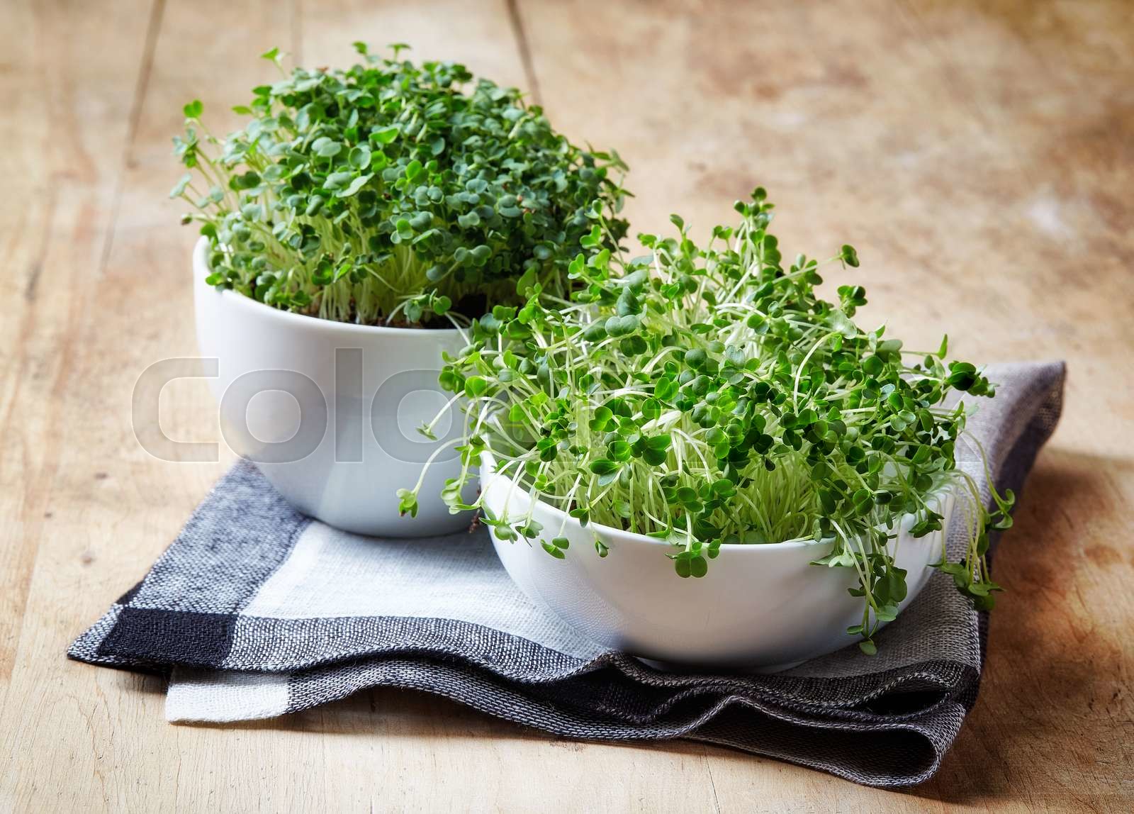 Various sprouts | Stock image | Colourbox