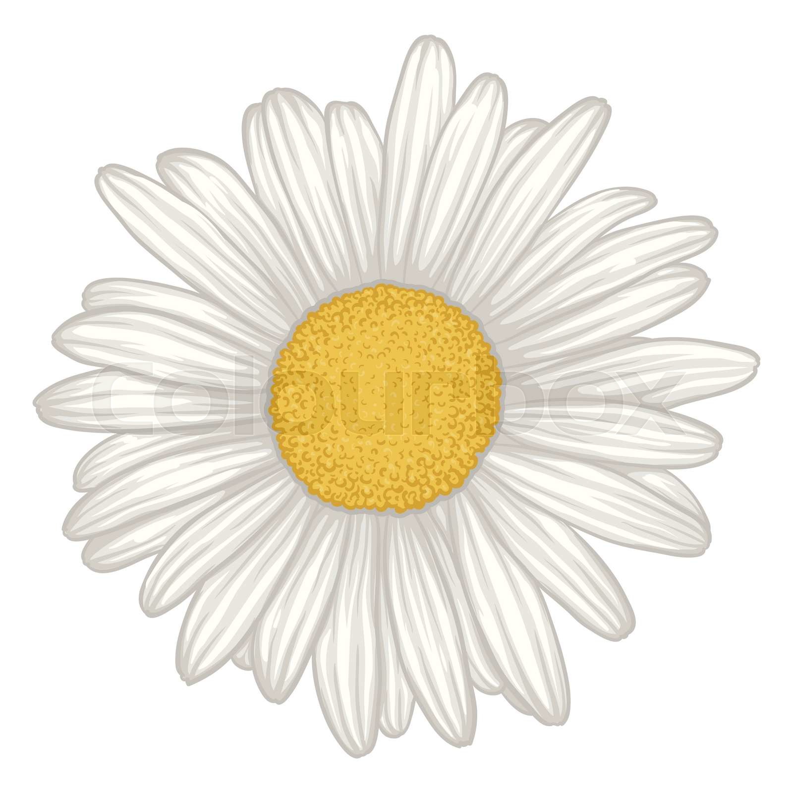 beautiful white daisy flower isolated. | Stock vector | Colourbox