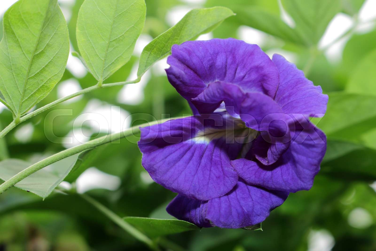 fresh butterfly pea in garden | Stock image | Colourbox