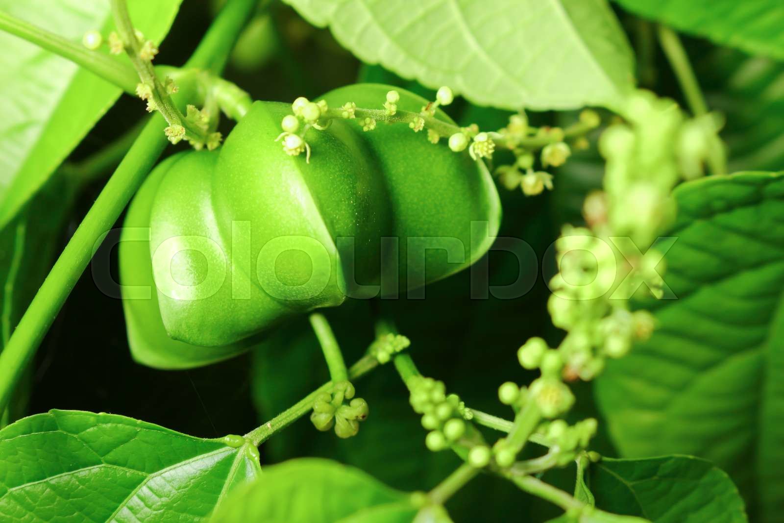 sacha inchi peanut in garden | Stock image | Colourbox