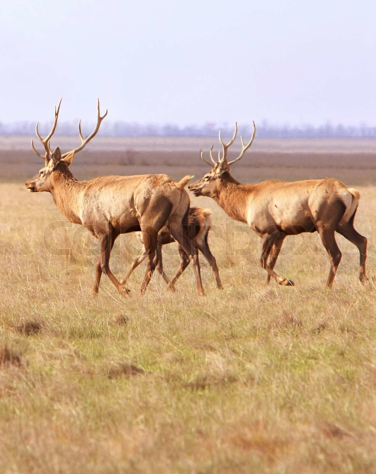 Herd of a whitetail deer on a meadow. Ascania-Nova. Ukraine | Stock ...