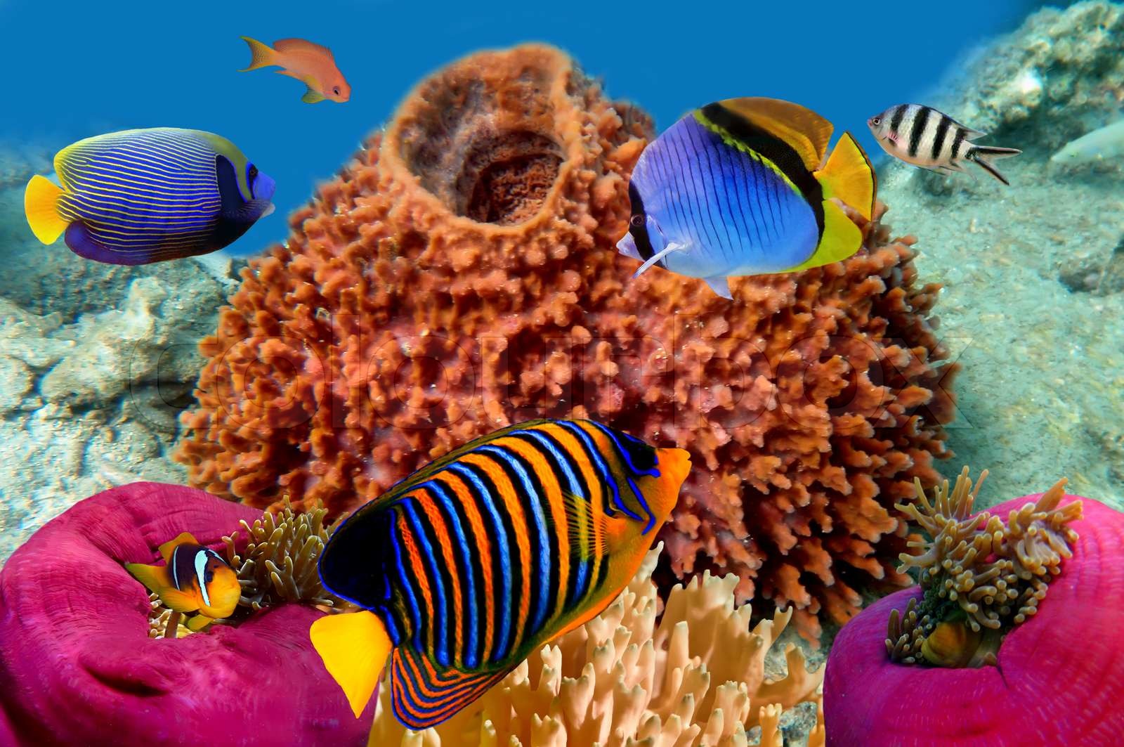 Regal angelfish in the Red Sea, Egypt | Stock image | Colourbox