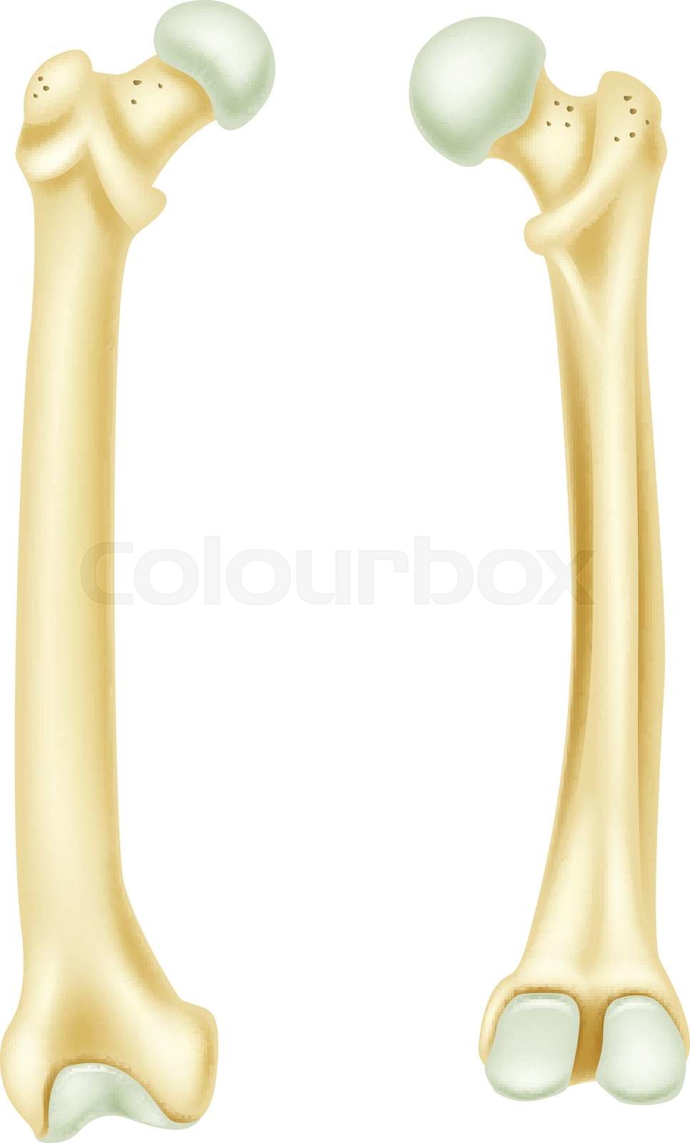 Illustration of human bone anatomy | Stock vector | Colourbox