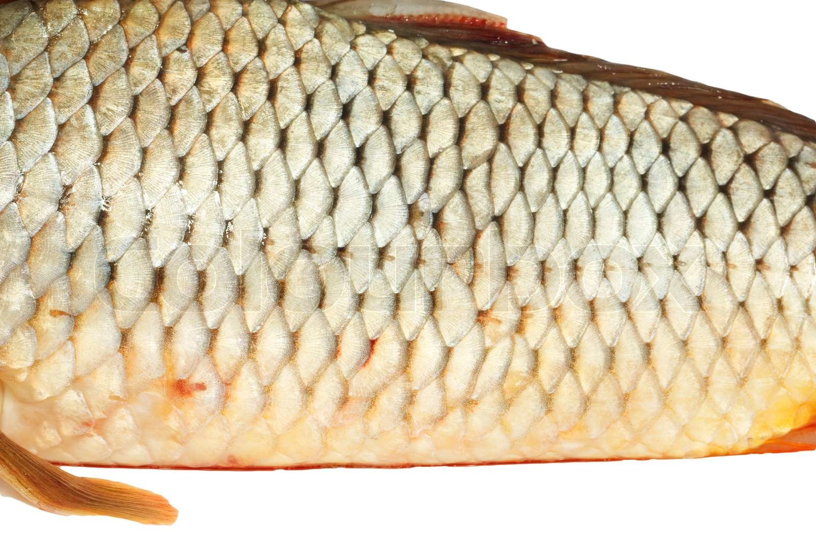 Fischschuppen, Karpfen-Hintergrund | Stock Bild | Colourbox