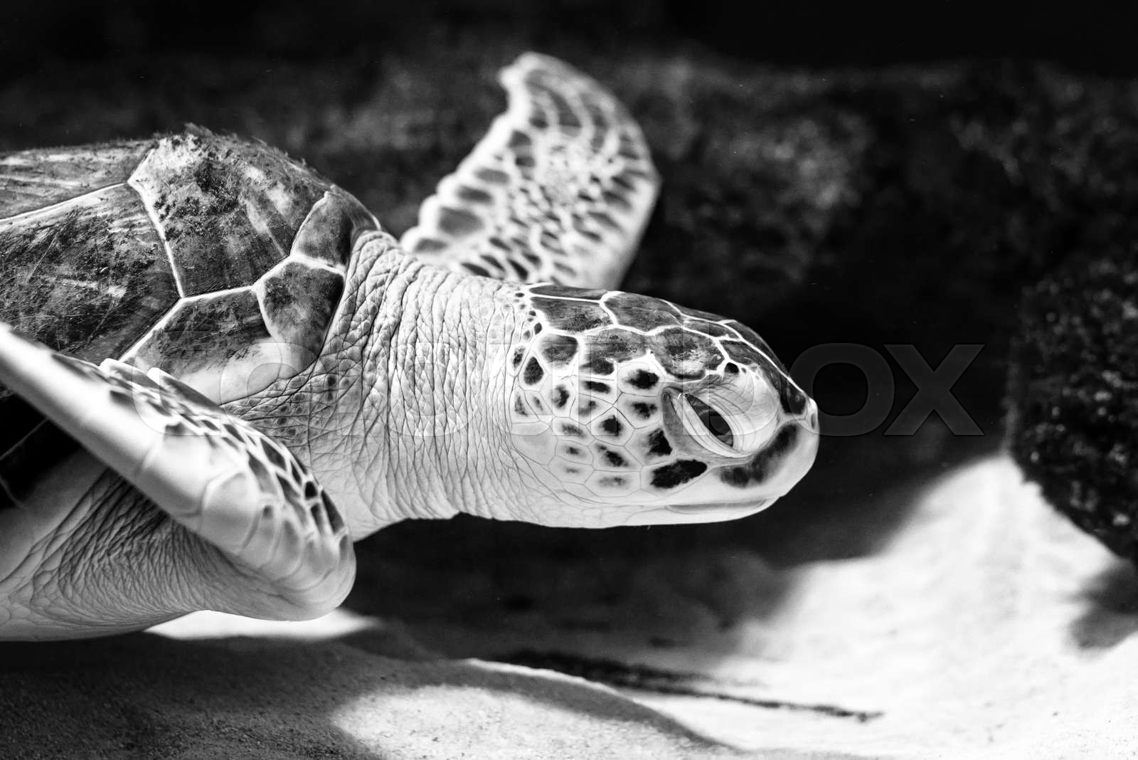 Sea turtle closeup black and white photo grain added. | Stock image ...
