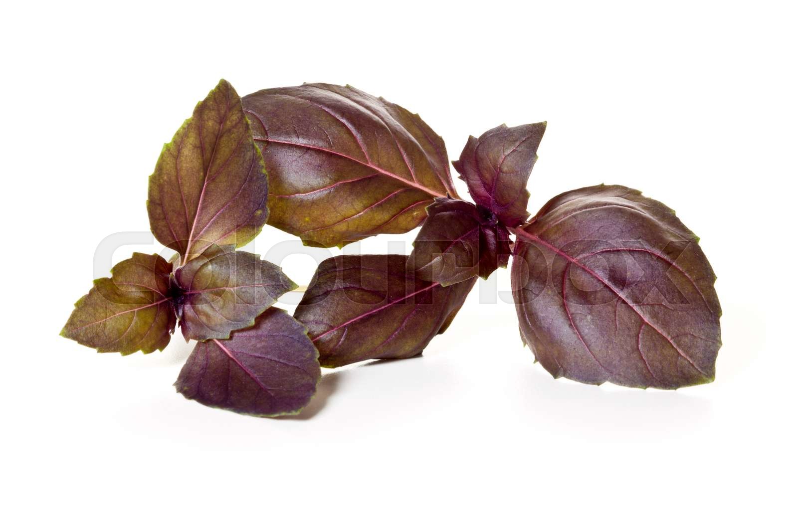 Red basil leaves isolated | Stock image | Colourbox