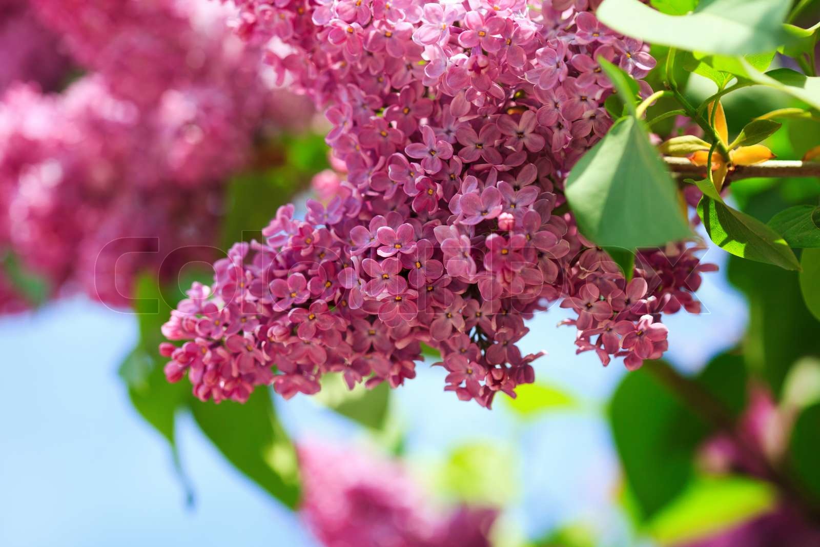 lila, blumen, sommer | Stock Bild | Colourbox