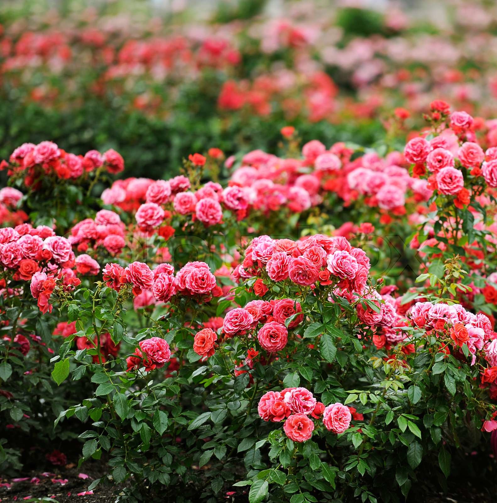 rosa Rosen | Stock Bild | Colourbox