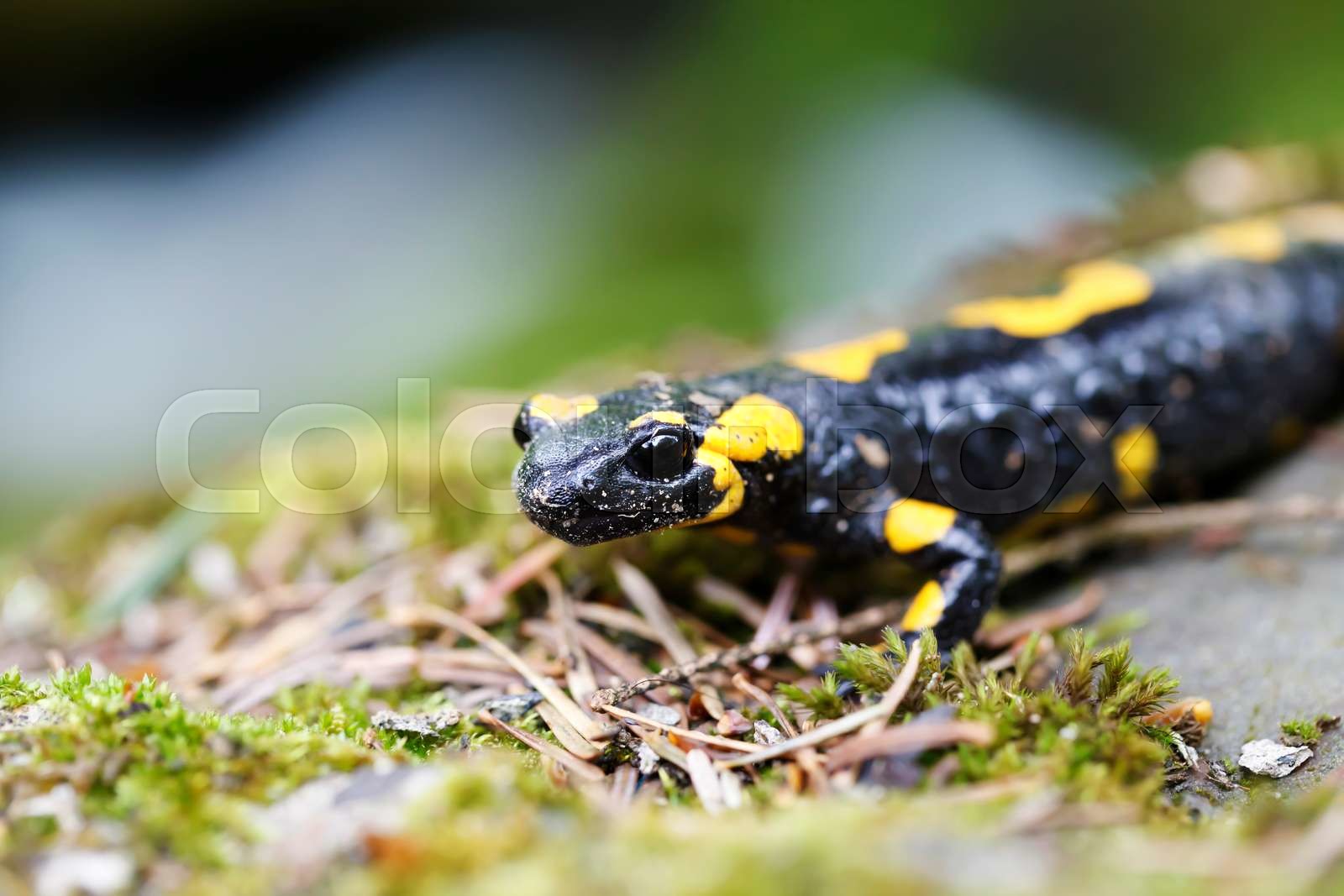 Salamander in the Wild | Stock image | Colourbox