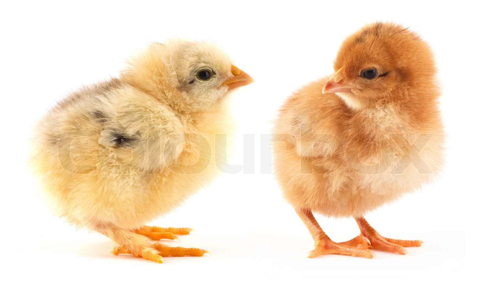 Den gule lille kylling med æg isoleret på en hvid baggrund | Stock foto ...