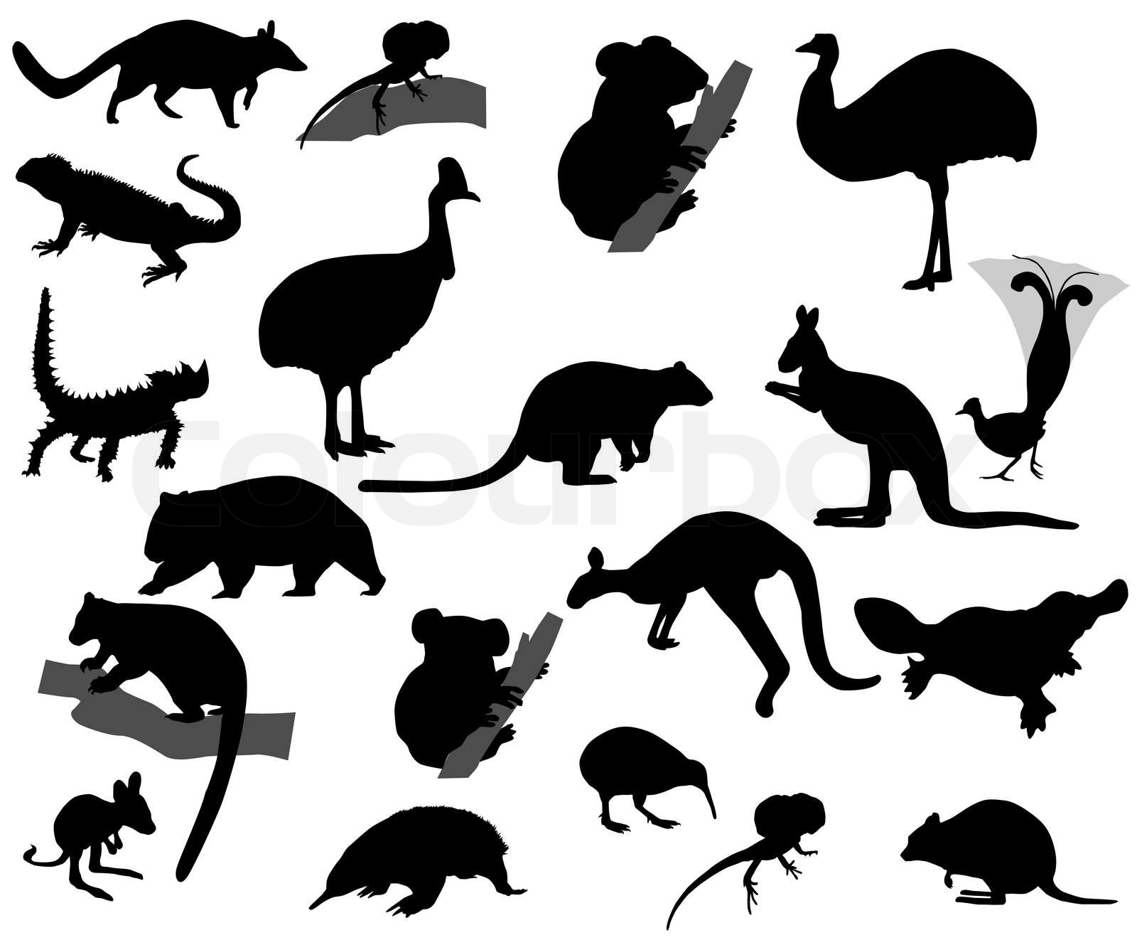 Animals of Australia | Stock vector | Colourbox