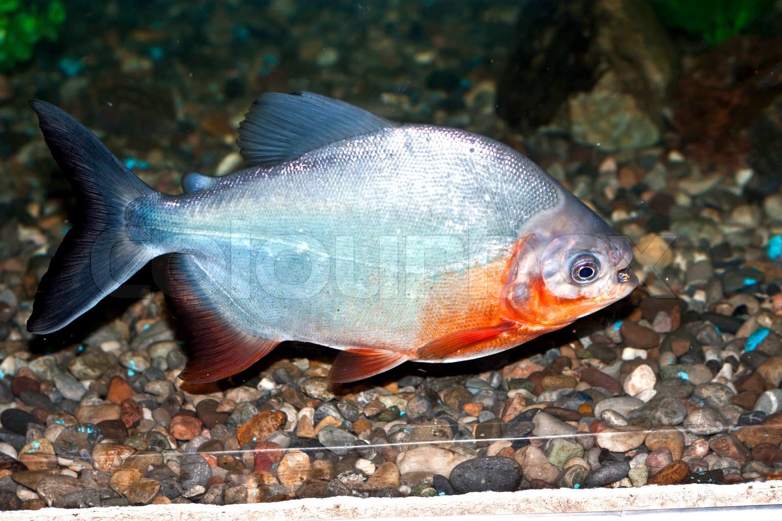 Piranha fish in water With Clipping Path | Stock image | Colourbox