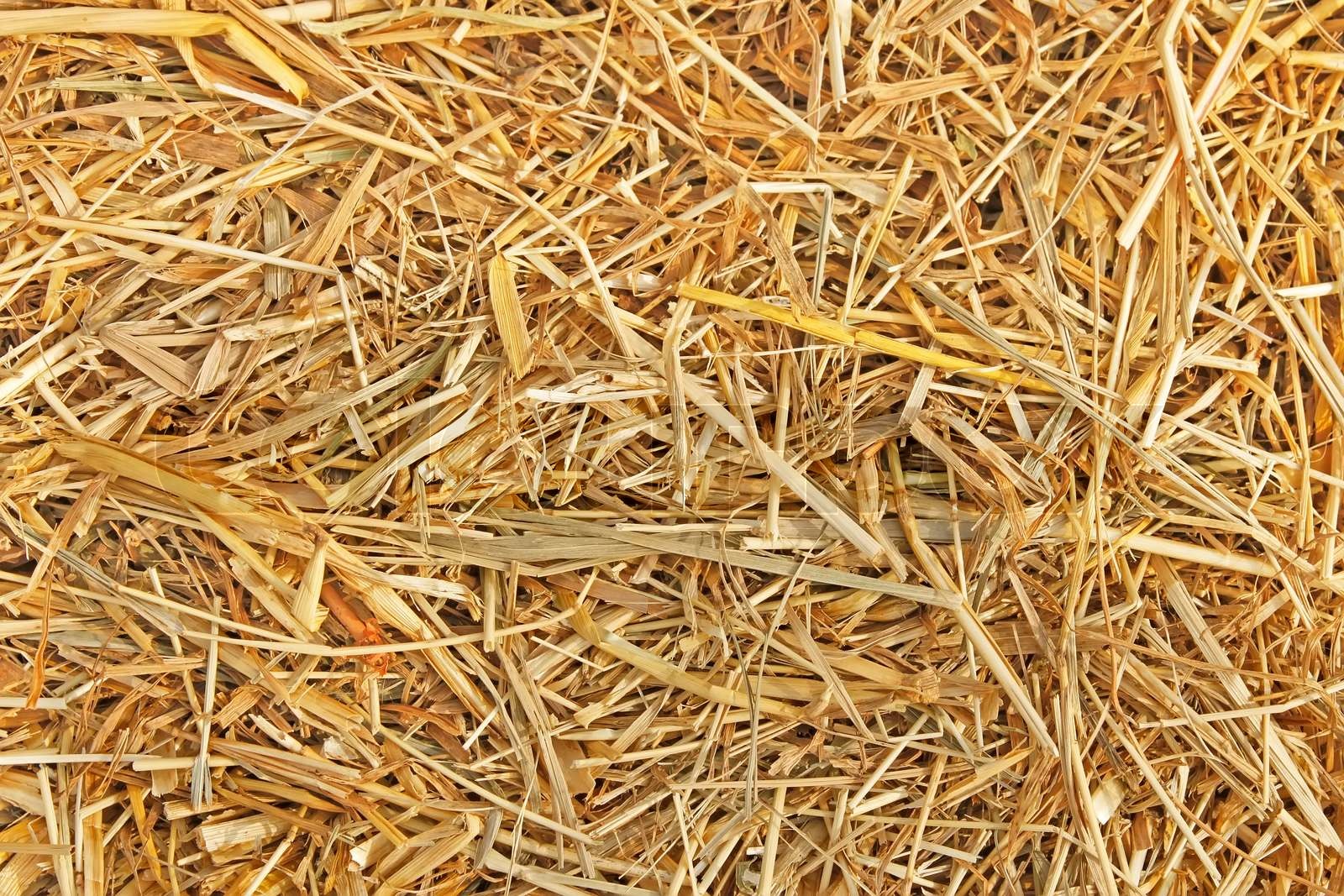The texture of dry wheat yellow straw | Stock image | Colourbox