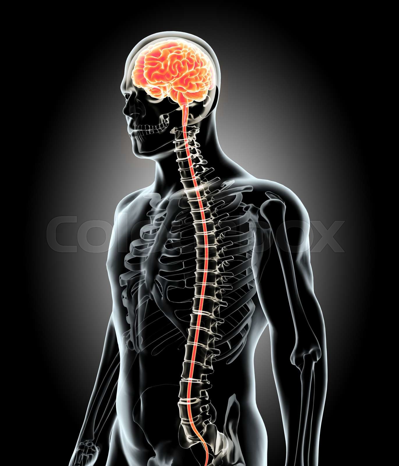 Human Internal Organic - Brain. | Stock image | Colourbox