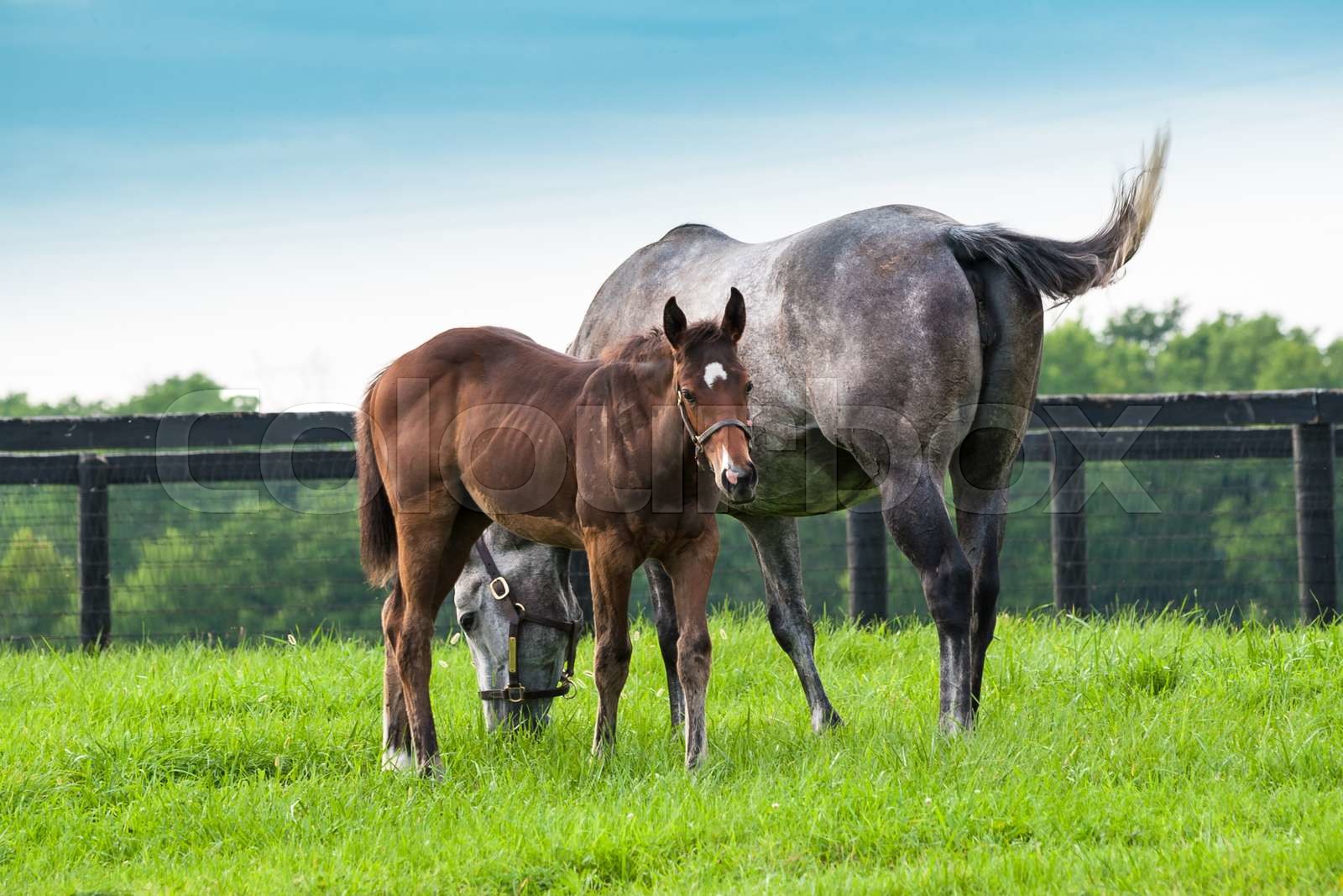 Mare with her colt on pastures of horse farms. | Stock image | Colourbox