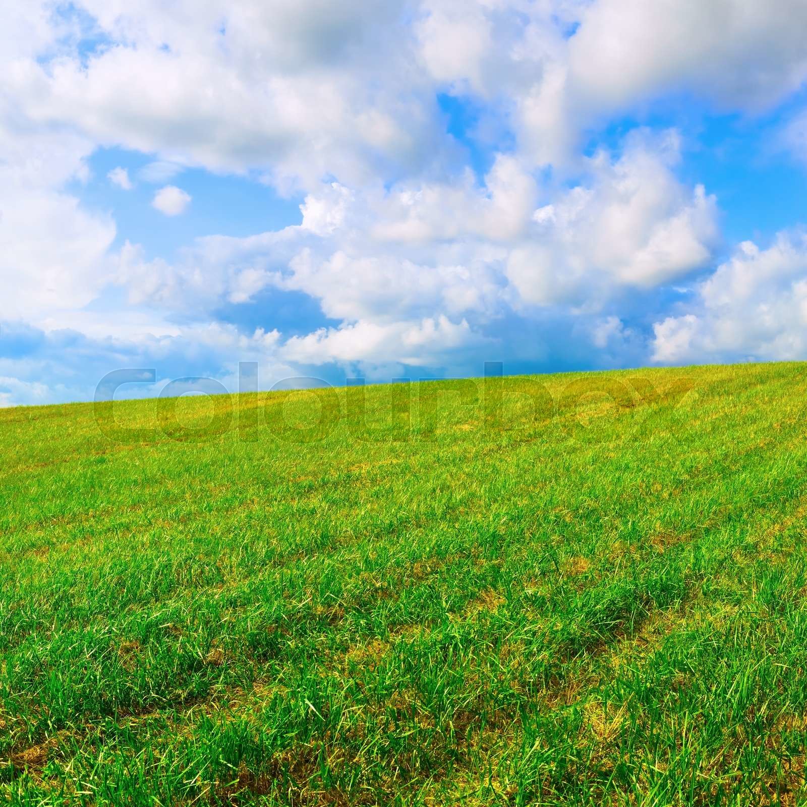 Field of green grass | Stock image | Colourbox