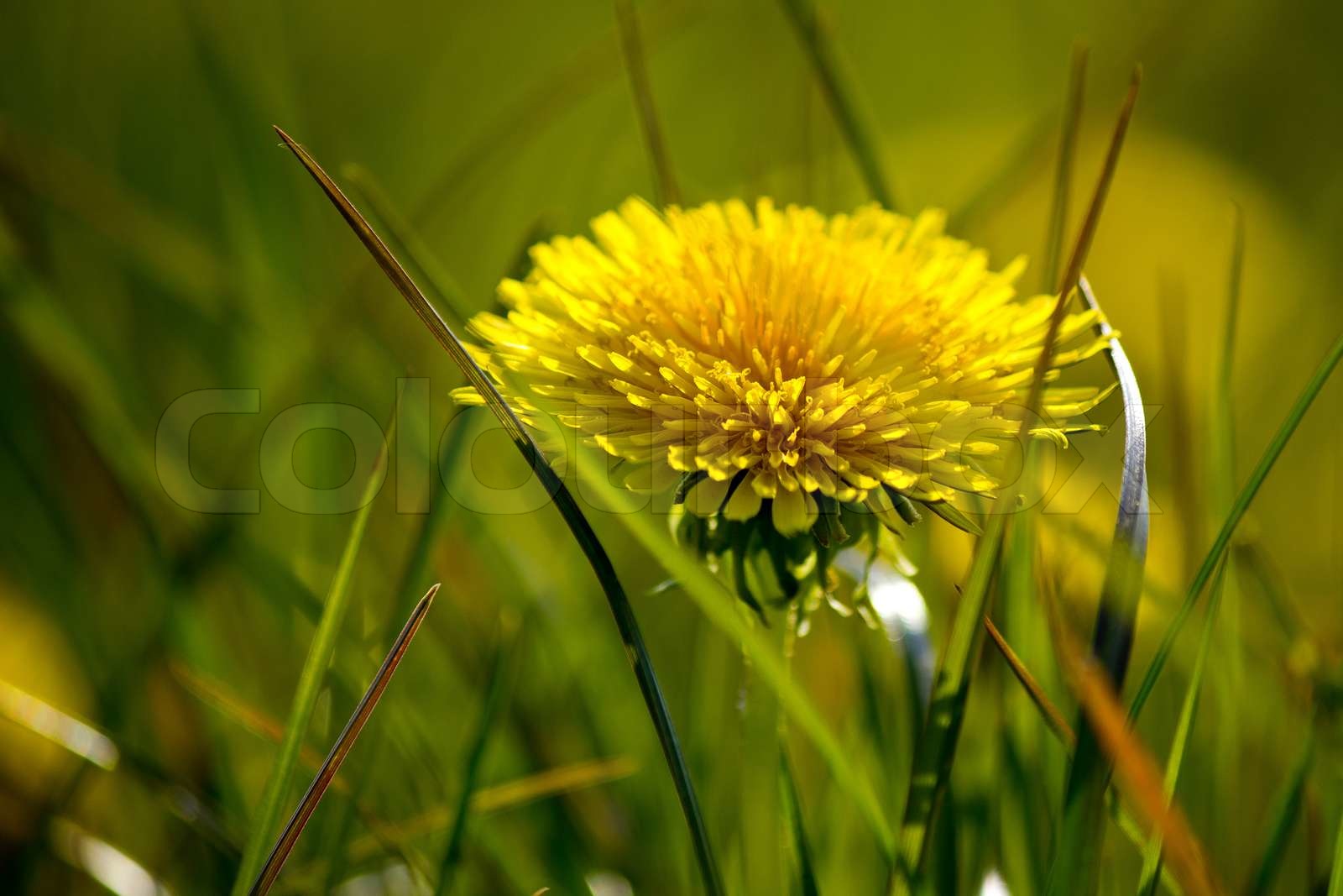 Dandelion Close Up Stock Image Colourbox
