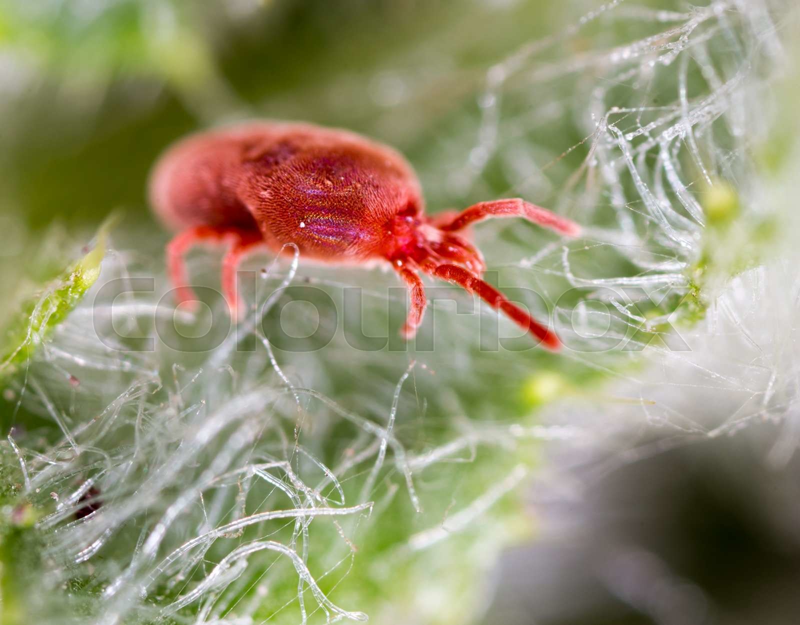 Red tick in nature. macro | Stock image | Colourbox