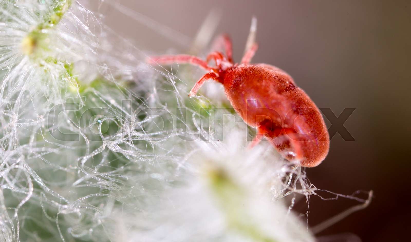 Red tick in nature. macro | Stock image | Colourbox