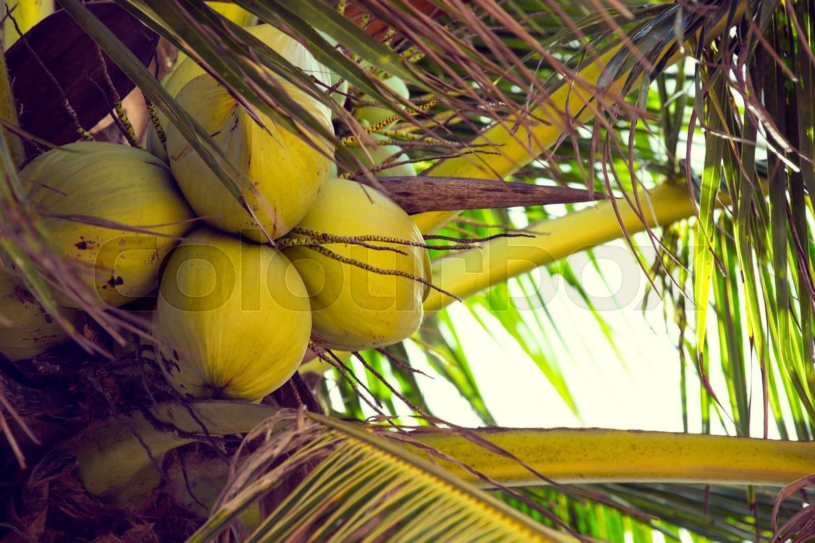 coconut grove with mature coconuts summer in the tropics | Stock image ...