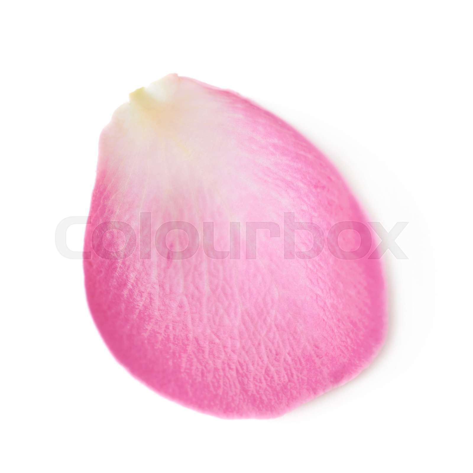 Single rose petal isolated | Stock image | Colourbox