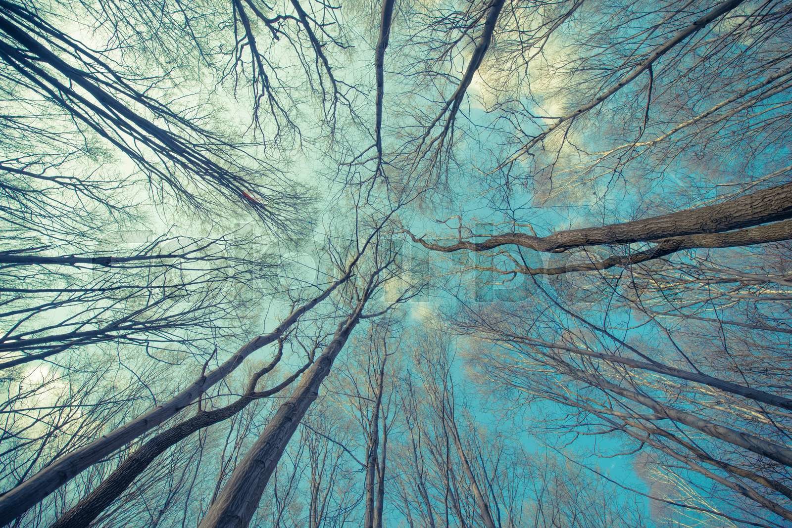 Trees Web Background | Stock image | Colourbox