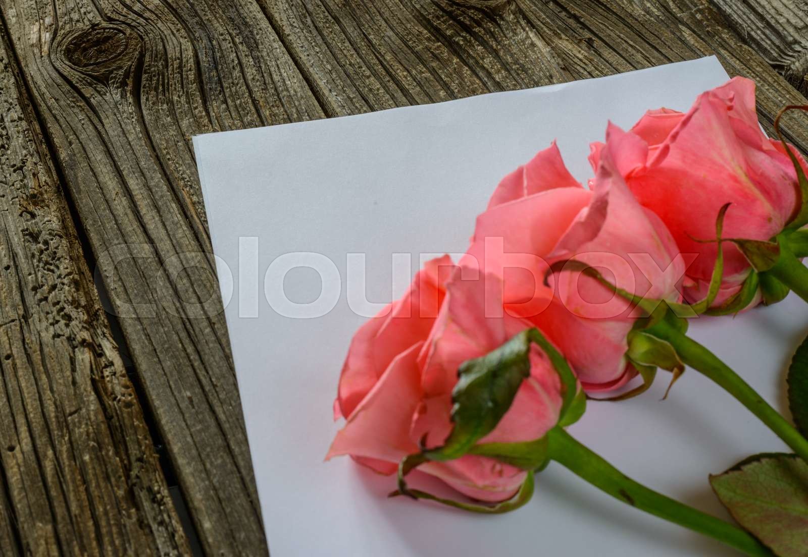 Three roses in corner over paper | Stock image | Colourbox