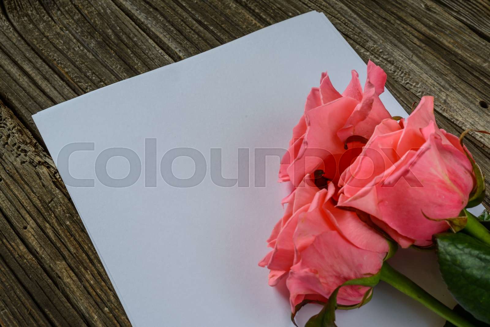 Three roses in corner over paper | Stock image | Colourbox