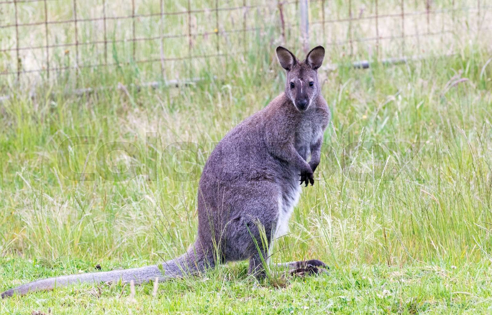 Kangaroo at road border, Australia | Stock image | Colourbox