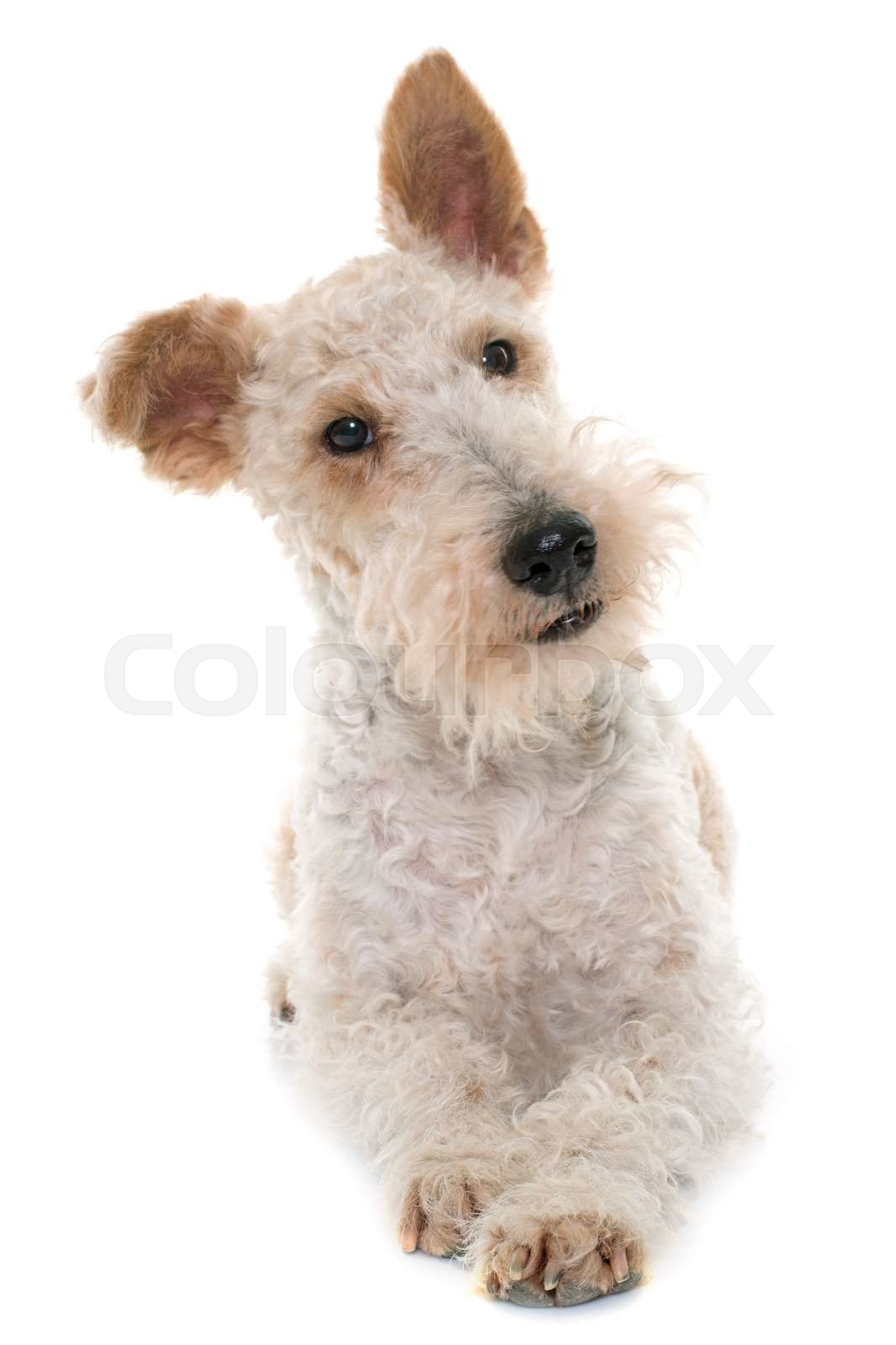 female fox terrier | Stock image | Colourbox