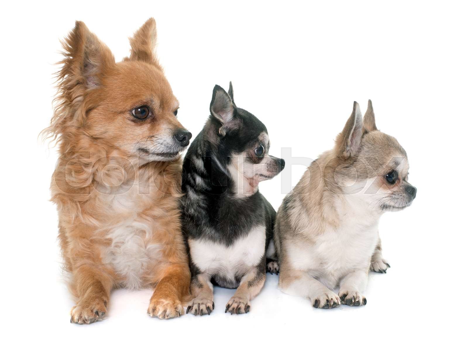group of chihuahua | Stock image | Colourbox